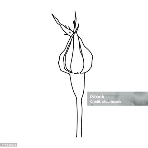 줄기 라인 아트에 장미 꽃 봉오리입니다 손으로 그린 사실적인 상세한 벡터 그림 흑백 클립 아트 개화기에 대한 스톡 벡터 아트 및 기타 이미지 Istock