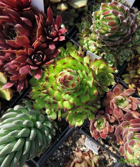 Молодило (Sempervivum) Микс для ландшафта