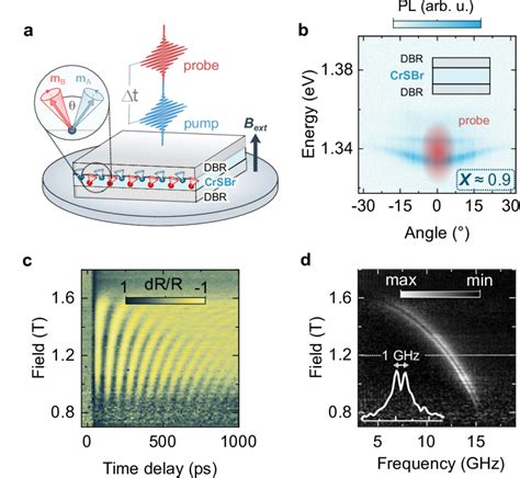 figure s12 polariton magnon coupling dynamics probed by resonant
