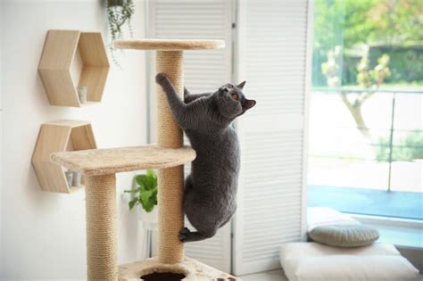 8 Modern DIY Alternatives To Cat Trees