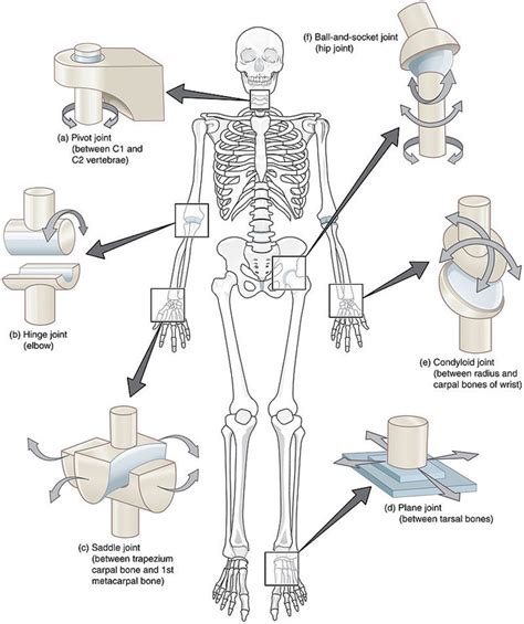 Classification Of Joints Boundless Anatomy And Physiology