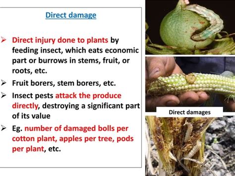 Different Sampling Techniques For Insect Population Estimation Pdf