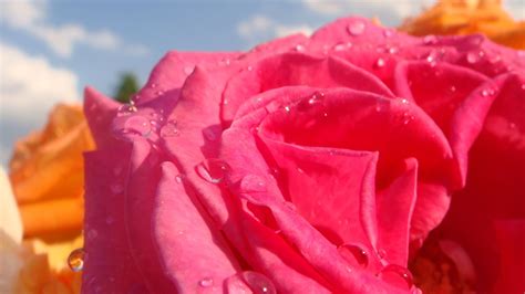 무료 이미지 꽃잎 여름 꽃 무늬의 애정 꽃다발 장미 꽃 봄 빨간 자연스러운 신선한 로맨스 낭만적 인 담홍색 혼례 닫다 사치 우아한 부활절