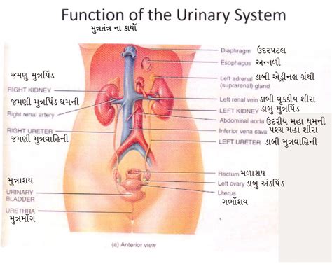 Dr Y M Kadiyani Function Of The Urinary System