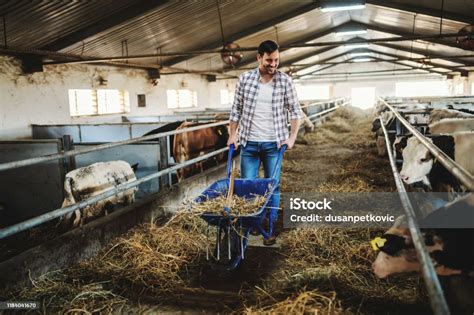 청바지와 격자 무늬 셔츠에 잘 생긴 백인 농부의 전체 길이 건초와 수레를 밀어 송아지를보고 안정적인 인테리어 농장에 대한 스톡 사진 및 기타 이미지 Istock