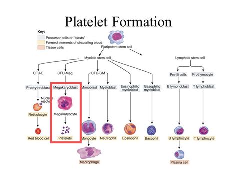 Platelets Function