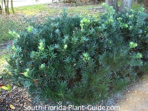 Dwarf Podocarpus Port St Lucie Botanical Gardens