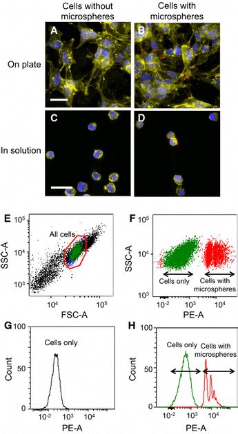 Using Flow Cytometry To Assess Internalization Of Microspheres Into Using Flow Cytometry To Assess Internalization Of Microspheres Into