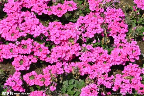 美女樱 摄影图 花草 生物世界 摄影图库 昵图网