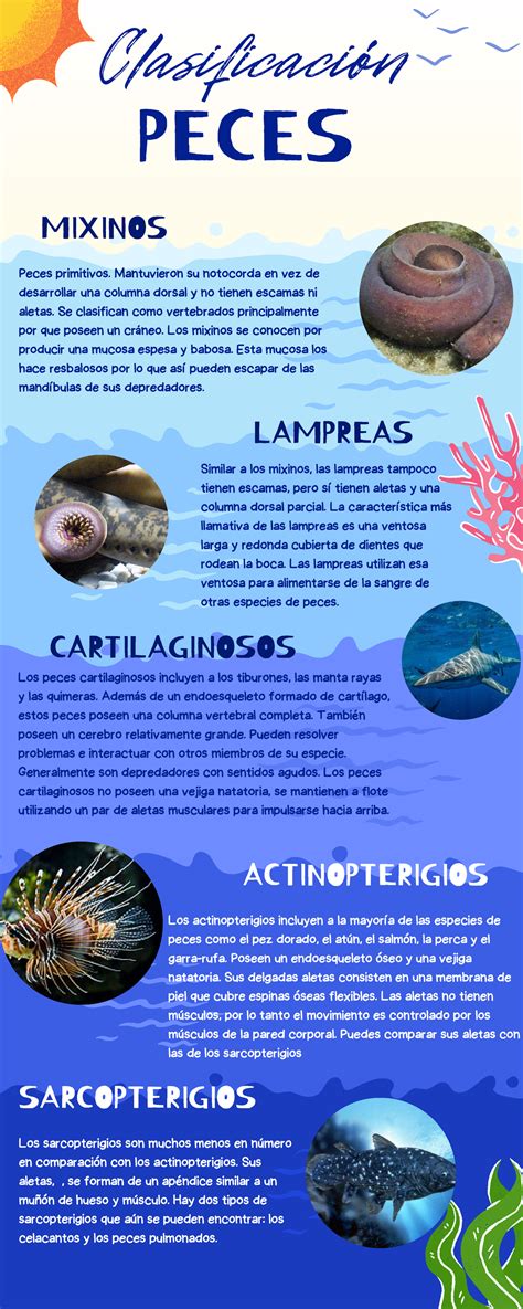 Clasificacion De Peces Clasificación Peces Mixinos Peces Primitivos