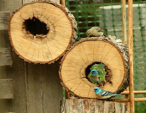 Lazuli Bunting Michael Toolson Flickr