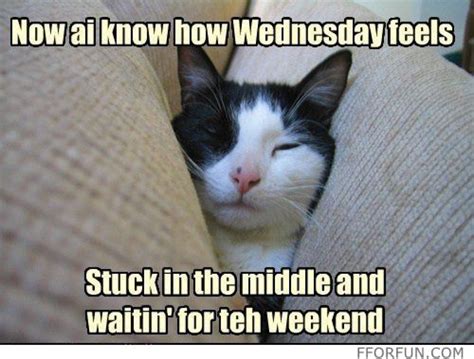 Wednesday Hump Day Cats