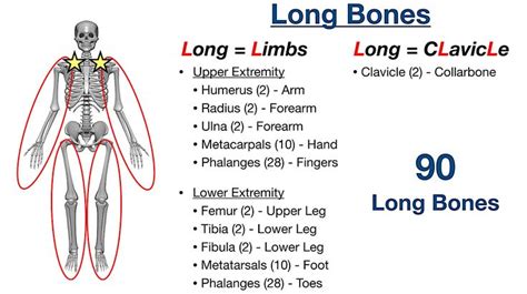 Types Of Bones In The Human Body Skeletal System Labeled Diagram And Examples EZmed In