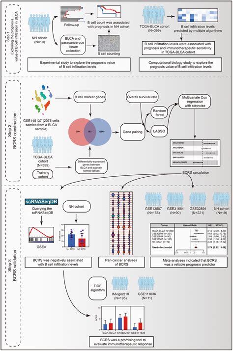 Construction And Experimental Validation Of A B Cell Related Gene Signature To Predict The