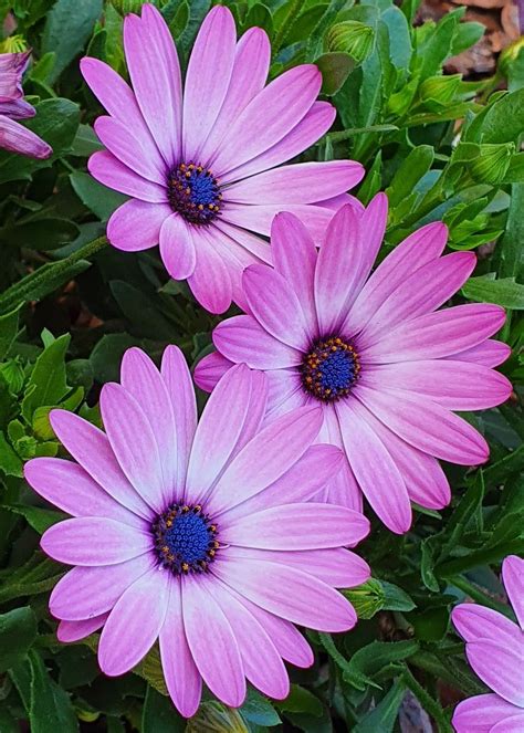 Flores De Primavera Artofit
