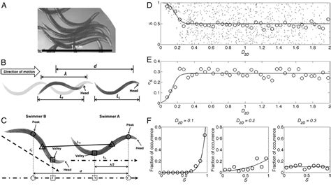 Figure 1 From Gait Synchronization In Caenorhabditis Elegans Semantic