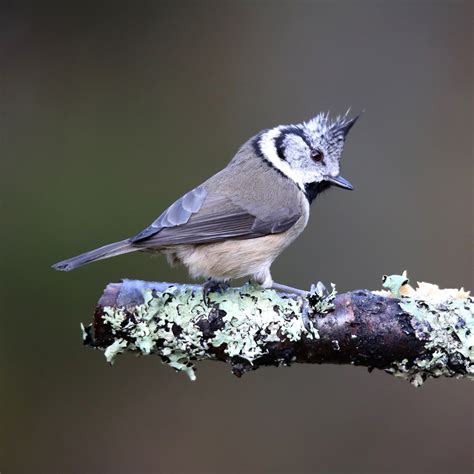 Trogtrogblog Bird Of The Week Crested Tit