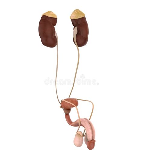 Ejemplo Genitourinario Masculino Del Sistema Stock De Ilustración