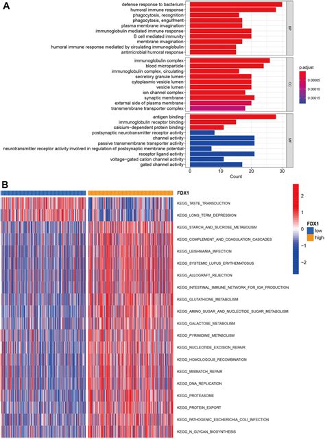 fdx1 serves as a prognostic biomarker and promotes glioma progression