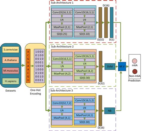 Framework Of M6a Neuraltool Acronyms Convolution 1 Dimension