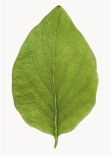 Coca Leaf Plant Isolated Botanical Free Photo Rawpixel