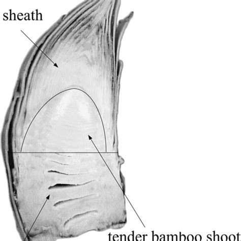 Interaction Plots Showing The Interactions Between Variables Affecting Download Scientific