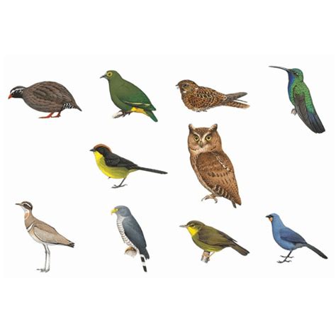 New Search For Lost Birds Aims To Find Some Of The Rarest Birds On