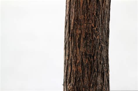 Tree Texture Pattern Free Photo On Pixabay