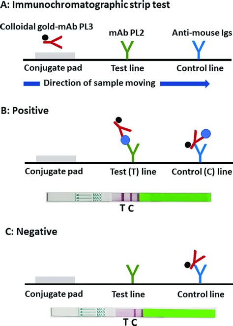 Schematic Diagram Demonstrating The Principle Of The Download
