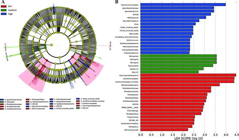Lefse Identified The Most Differentially Abundant Taxa Between
