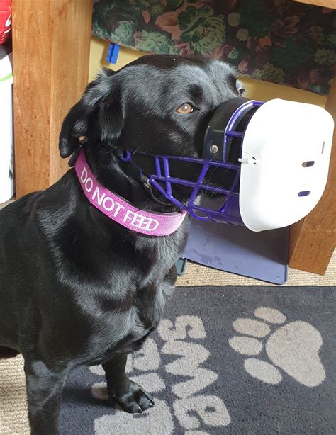 Dog Muzzle Poop Guard At Jack Waller Blog