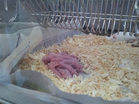 ♥ Newborn Mice ~ C Melody•向幸福出发