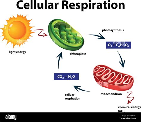 Diagram Showing Cellular Respiration Stock Vector Image And Art Alamy