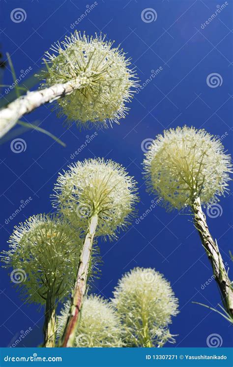 Bear Grass Stock Image Image Of Flower Nature Cream 13307271