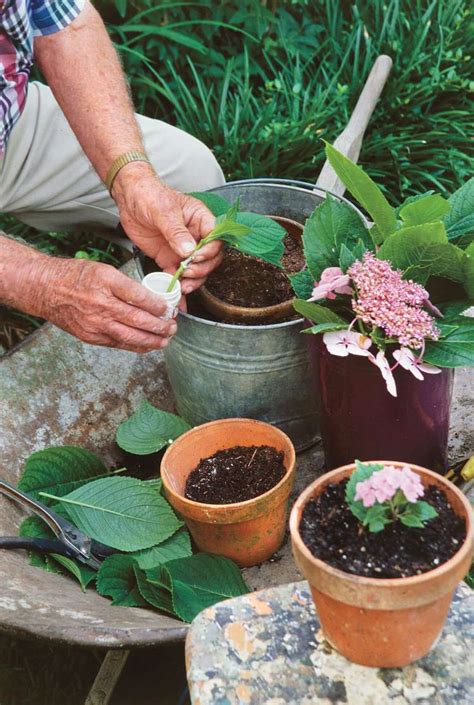 27 Ways To Grow Hydrangeas In Containers