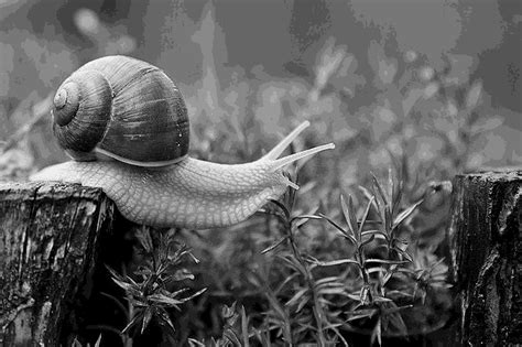 Imagemagickでカラー画像をn Bit Grayscale Png画像に変換する ぬの部屋（仮）