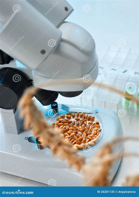 Testing Of Genetically Modified Wheat Stock Image Image Of Agriculture Tool 26201135