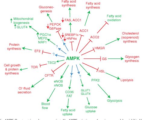 Figure 1 From The Amp Activated Protein Kinase Pathway New Players