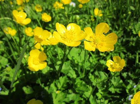 Ranúnculos Guía Completa De Tipos Cuidados Cultivo Y Usos Decorativos
