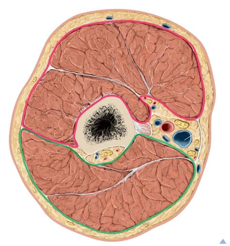 Arm Cross Section Diagram Quizlet