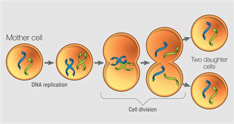The Graph Shows In 5 Steps The Division Of A Cell Vector Image
