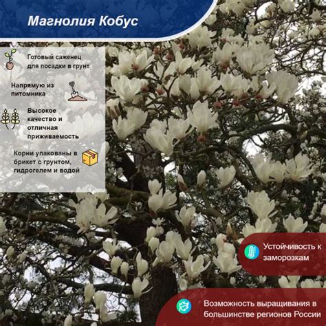 Магнолия Кобус купить на OZON по низкой цене (1315270094)