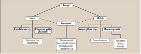 Antimicrobial Chart Antimicrobrials Flashcards Quizlet