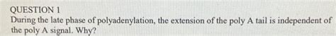 Solved Question 1 During The Late Phase Of Polyadenylation