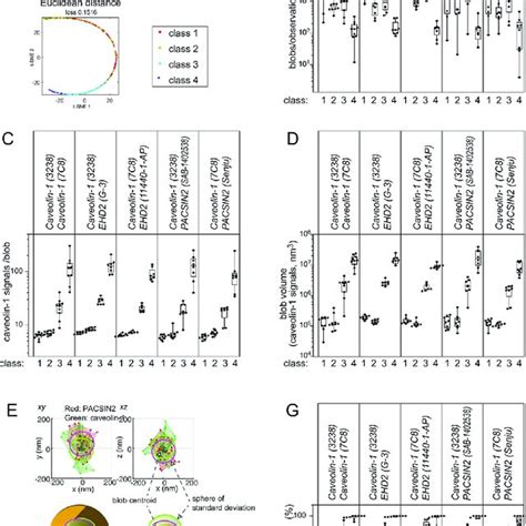 Clustering Of Caveolin 1 Into Blobs And Co Localization With Pacsin2 Or