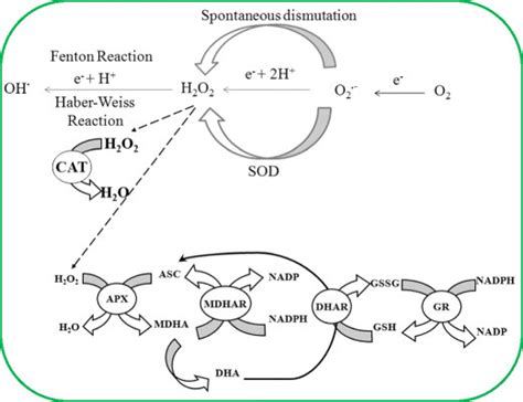 Stepwise Monovalent Reduction Of O Leads To Formation Of O H O Download Scientific