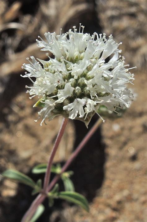 Mojave Monardella Photos Page 1