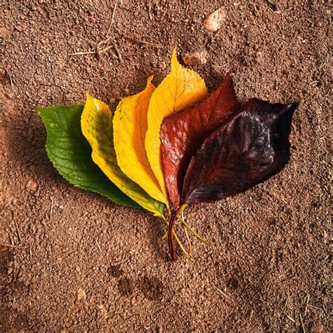 Diagnosing Chronic Lymphocytic Leukemia Cll Stages The Patient Story