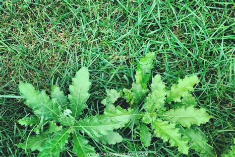 8 Benefits Of Adding Lime To Your Lawn Does It Really Work