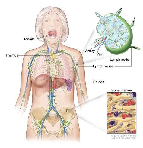 Lymph Nodes Locations Women